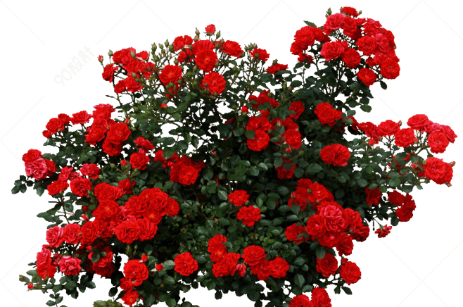 红色花丛深绿色叶子草丛【免抠元素PNG】-90设计网